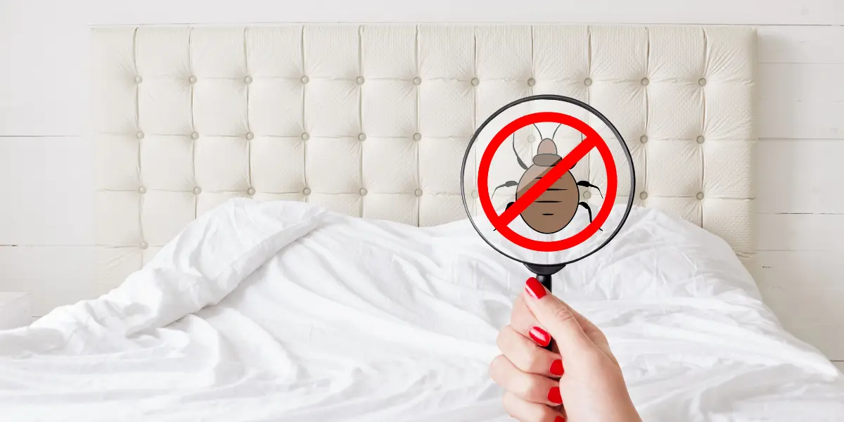 Bed Bug Traps: How They Work and When They Are Useful